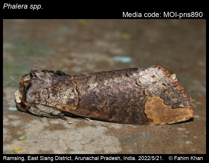 Phalera spp. Hübner, 1819 - | Moths